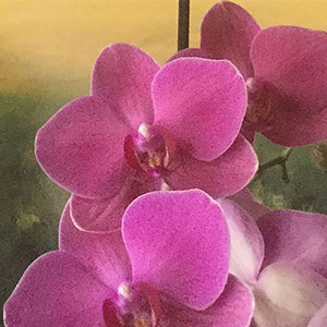 39. My Old Orchid – Duffy Armstrong Farrell Art LLC