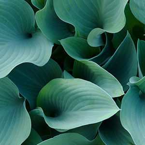 42. Hosta Wave – Duffy Armstrong Farrell Art LLC